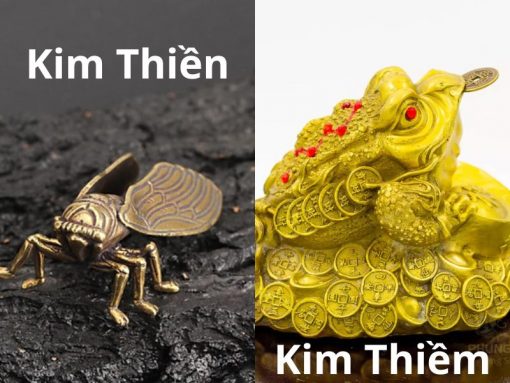 Kim Thiền là con gì? Ý nghĩa phong thủy của Kim Thiền là gì