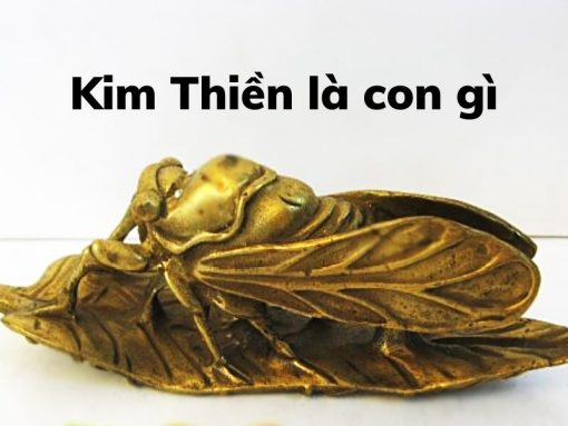 Kim Thiền là con gì? Ý nghĩa phong thủy của Kim Thiền là gì
