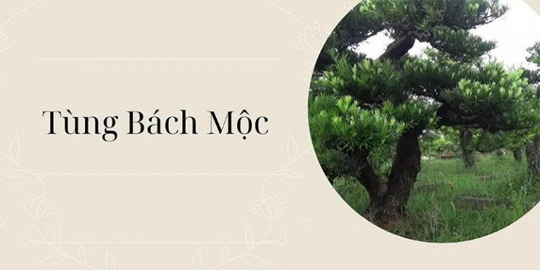 Mệnh Tùng Bách Mộc là gì? Mệnh Tùng Bách Mộc hợp, khắc mệnh nào?